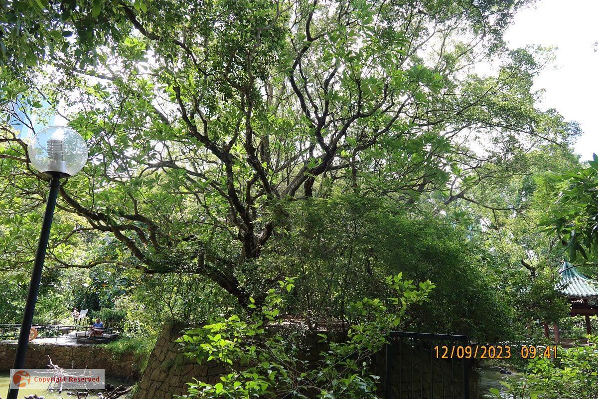 Register of Old and Valuable Trees