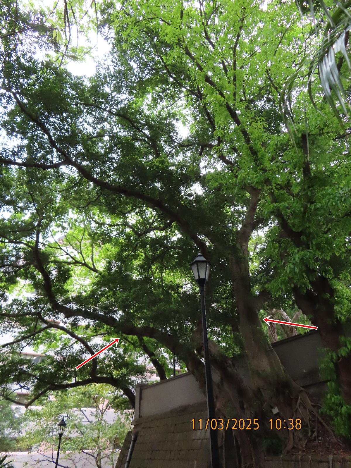 Register of Old and Valuable Trees