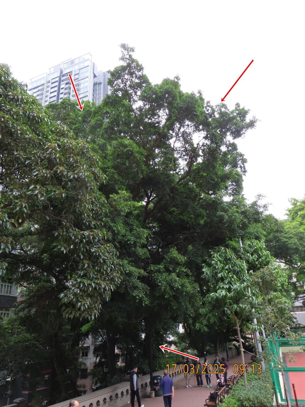 Register of Old and Valuable Trees