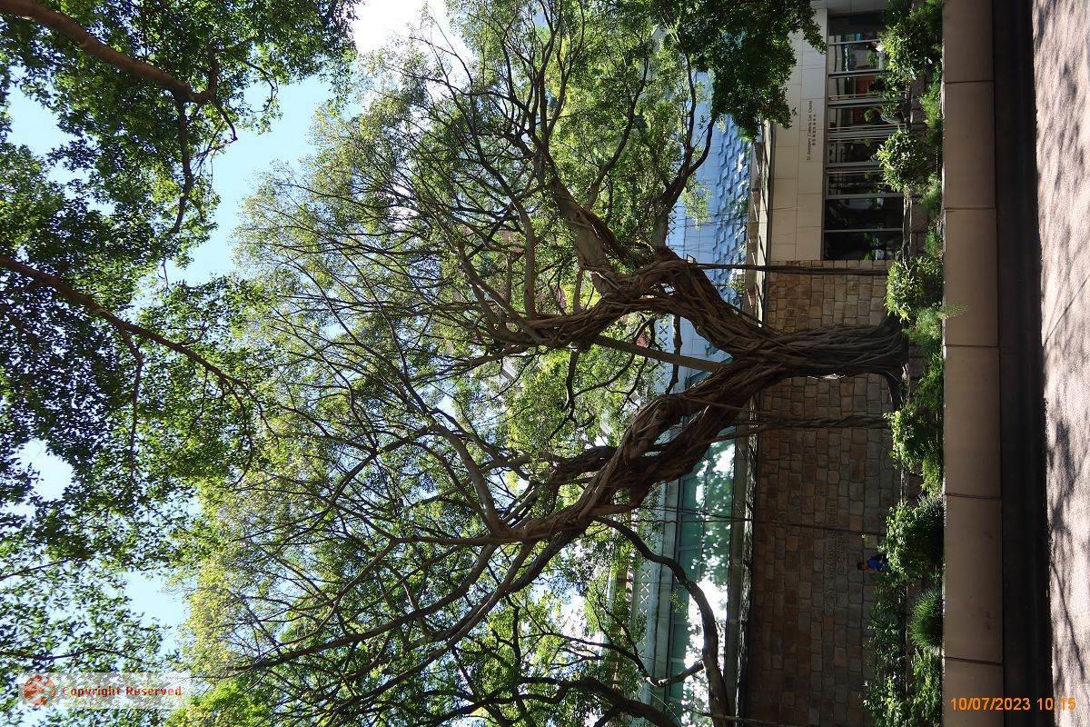 Register of Old and Valuable Trees