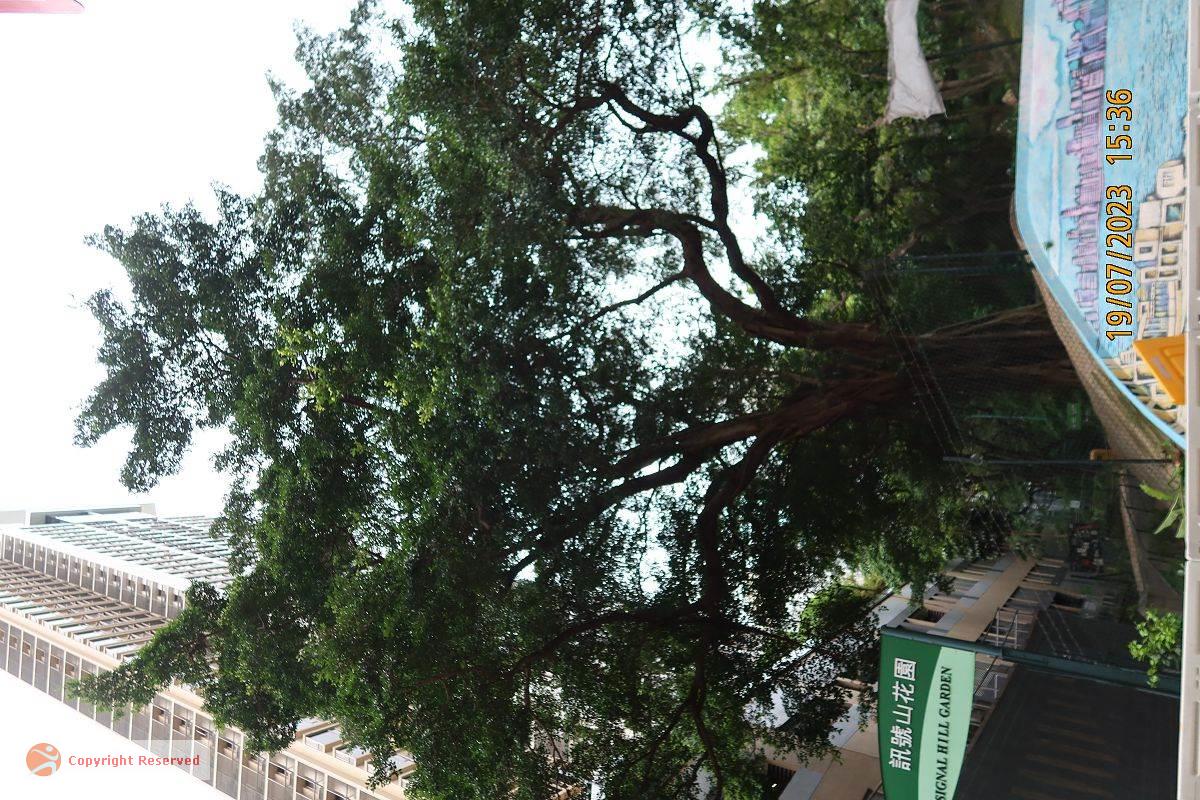 Register of Old and Valuable Trees