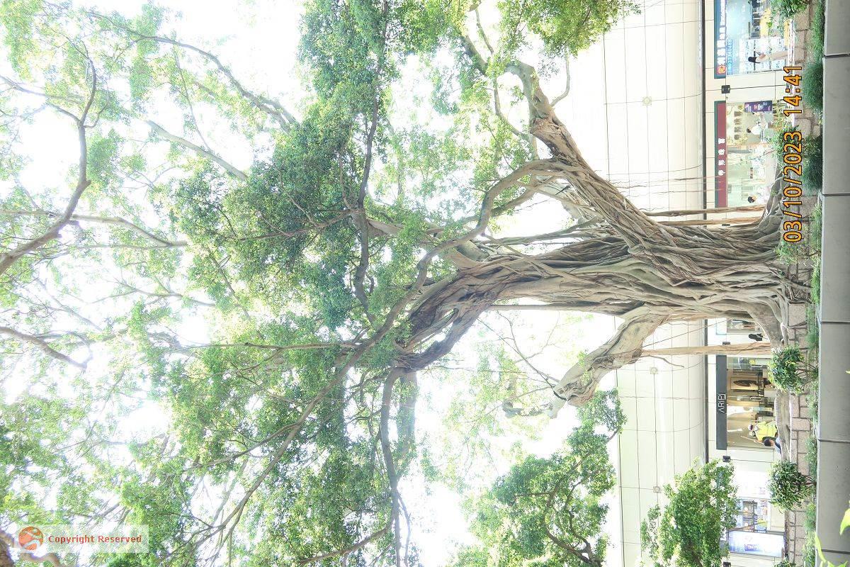 Register of Old and Valuable Trees