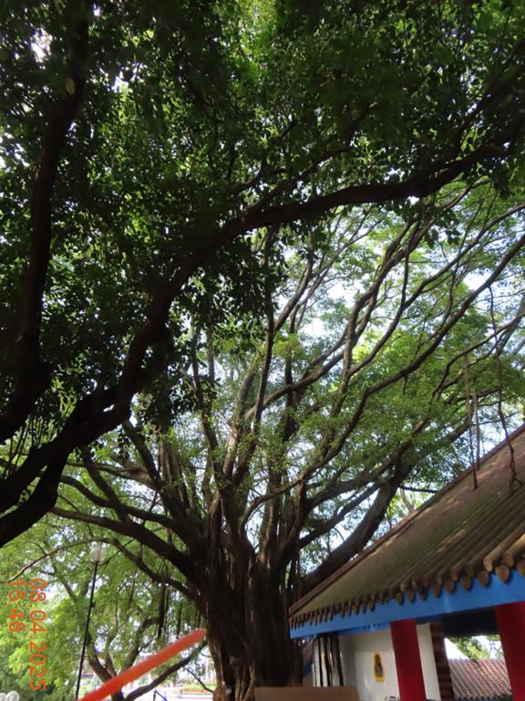 Register of Old and Valuable Trees