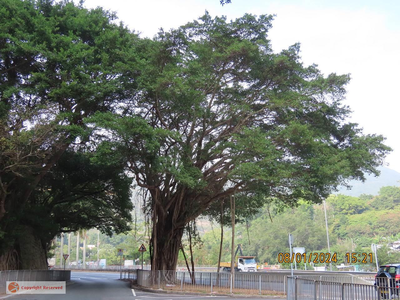 Register of Old and Valuable Trees